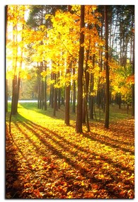 Obraz na plátně - Podzimní les - obdélník 7176A (75x50 cm)