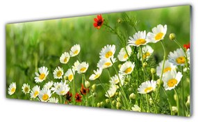 akrylový obraz Sedmikráska Rostlina Příroda 125x50 cm