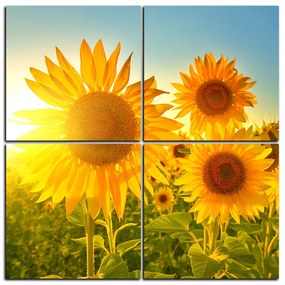 Obraz na plátně - Slunečnice v létě - čtverec 3145E (100x100 cm)