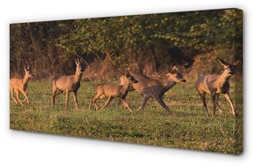 Obrazy na plátně Deer Golf svítání 120x60 cm