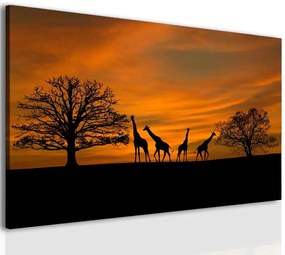 Obraz žirafy v Africe Velikost (šířka x výška): 60x40 cm