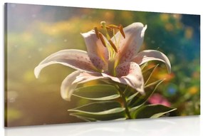 Obraz nádherný květ s retro nádechem