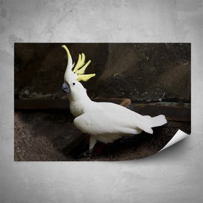Plakát - Bílý Kakadu (60x40 cm) - PopyDesign