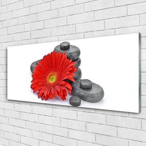 Plexisklo-obraz Květiny Gerbery Kameny Zen 125x50 cm