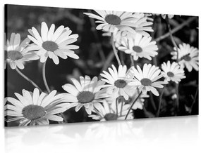 Obraz sedmikrásky na zahradě v černobílém provedení - 60x40 cm