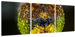 Detailní obraz očí hmyzu (s hodinami) (90x30 cm)