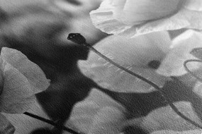 Obraz pole divokých máků v černobílém provedení Varianta: 60x40