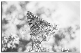 Obraz na plátně - Motýl na levandule 1221QA (75x50 cm)