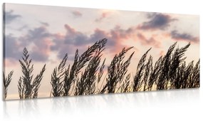 Obraz tráva při zapadajícím slunci Varianta: 100x50