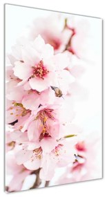 Wallmuralia Vertikální Fotoobraz na skle Květ mandloně 50x100