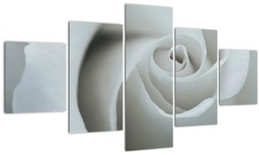 Obraz - Bílá růže (125x70 cm)