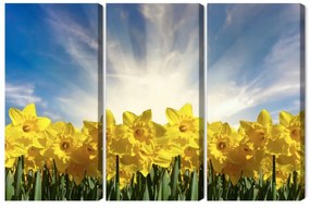 Vícedílný obraz 3D Pole Narcisů Nedostatek Nedostatek Přírodní plátno 150x100