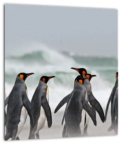 Obraz tučňáků u oceánu (30x30 cm)
