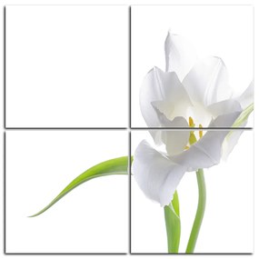 Obraz na plátně - Tulipán - čtverec 381D (60x60 cm)