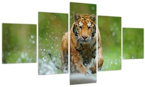 Obraz - Běžící tygr (125x70 cm)