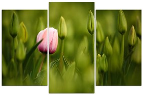 Obraz na plátně - Růžový tulipán kvetoucí 101C (120x80 cm)