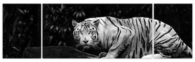 Obraz - Tygr albín, černobílý (170x50 cm)