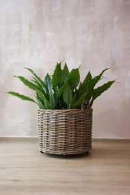 Koš na rostliny ARRIBA, ratan, průměr 60 cm, natur, s kolečky