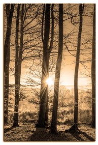Obraz na plátně - Podzimní ráno v lese - obdélník 7251FA (90x60 cm  )