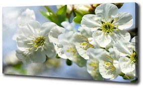 Wallmuralia Foto obraz na plátně Květ višně 100x50