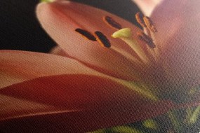 Obraz krásná růžová lilie na černém pozadí Varianta: 120x80