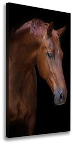 Wallmuralia Vertikální Foto obraz na plátně Portrét koně 50x100