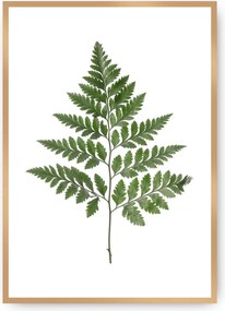 Plakát Fern Green
