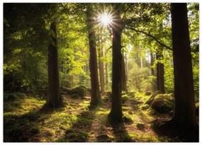 Skleněný obraz snového lesa (70x50 cm)