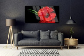 Plexisklo-obraz Květ Mák Rostlina Příroda 120x60 cm