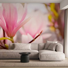 Fototapeta Kvete magnolie - rostlinný motiv se záběrem na květ magnolie