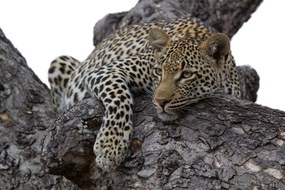 DIMEX | Samolepicí vliesová fototapeta na zeď Leopard na stromě MA-5-0537 | 375 x 250 cm | béžová, černá, hnědá