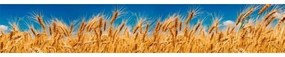 DIMEX | Fototapeta do kuchyně Pole pšenice KI-350-011 | 350 x 60 cm | modrá, žlutá