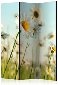 Paraván Daisies - spring meadow Dekorhome 135x172 cm (3-dílný)