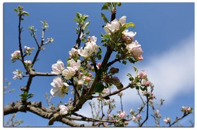 Obraz na plátně - Kvetoucí jabloň 147A (60x40 cm)