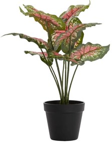 Umělá rostlina (výška 40 cm) Caladium – Light &amp; Living