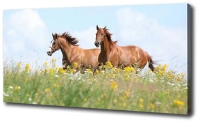 Wallmuralia Foto obraz na plátně Dva koně ve cvalu 100x50