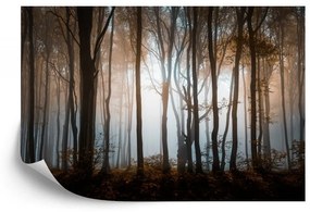 Fototapeta Lesní Stromy Samolepící tapety 315x210