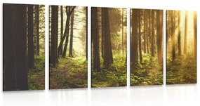 5-dílný obraz les zalitý sluncem - 100x50 cm