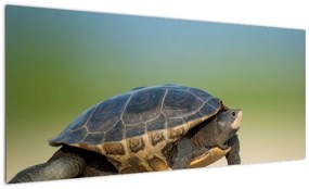 Obraz želvy - moderní obrazy (100x40cm)