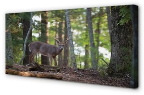 Obrazy na plátně jelen lesní 140x70 cm