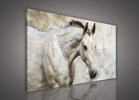 Postershop Obraz na plátně: Kůň - 75x100 cm