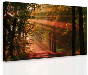 Malvis ® Obraz - Podzimní les Velikost: 90x60 cm