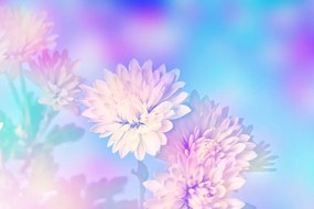 Samolepící tapeta květ chryzantémy
