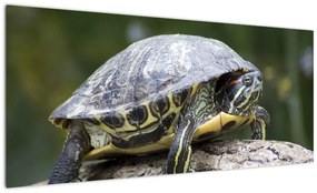 Obraz suchozemské želvy (100x40cm)