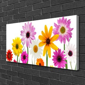 Obraz na plátně Barevné Květiny Příroda 120x60 cm