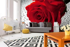 DIMEX | Samolepicí vliesová fototapeta na zeď Detail rudé růže MA-5-1398 | 375 x 250 cm | červená, bílá