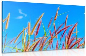 Obraz divoká tráva pod modrou oblohou Varianta: 90x60