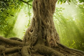 Obraz kořen stromu Varianta: 120x80