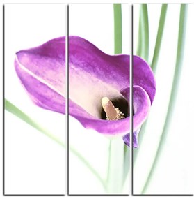 Obraz na plátně - Květina lilie - čtverec 379B (105x105 cm)