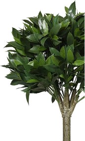 Umělý vavřín LAURUS, plast, výška 90 cm, zelená